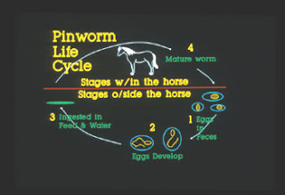 Horse Showing Mom: Pinworms what are they?